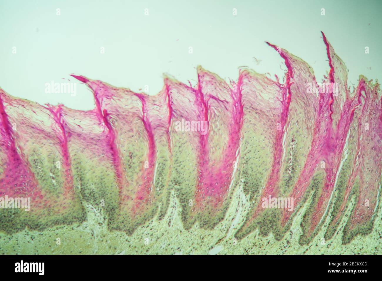 Tongue Tissue with taste buds across 100x Stock Photo - Alamy