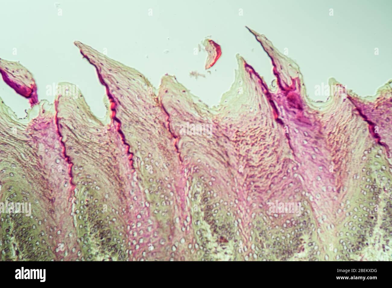 Tongue Tissue with taste buds across 200x Stock Photo - Alamy