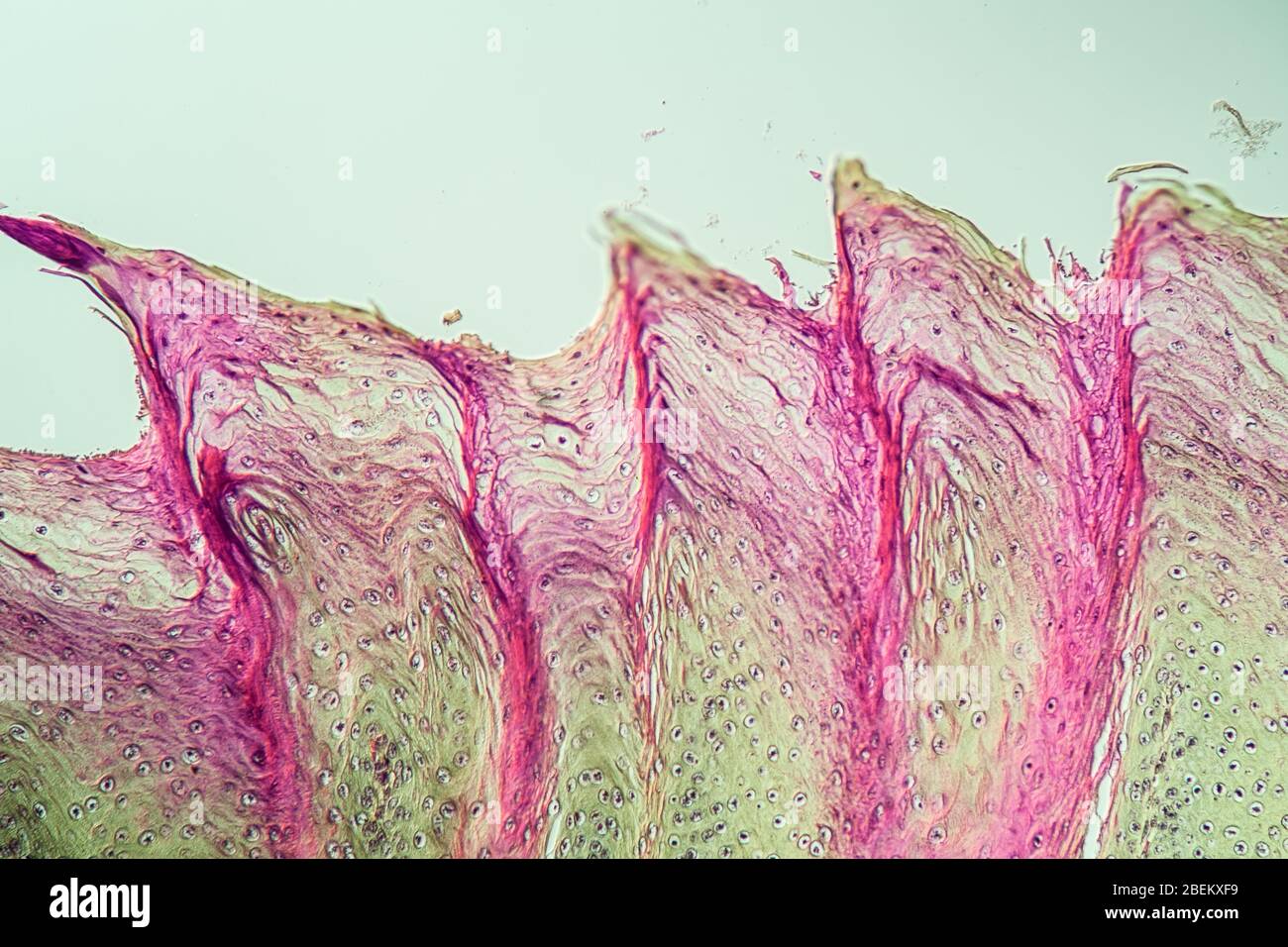 Tongue Tissue with taste buds across 200x Stock Photo - Alamy