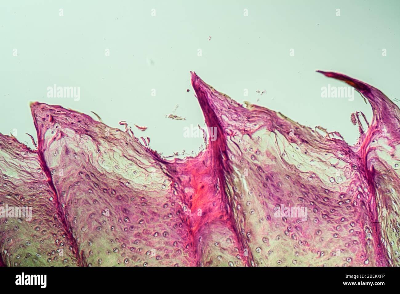 Tongue Tissue with taste buds across 200x Stock Photo - Alamy