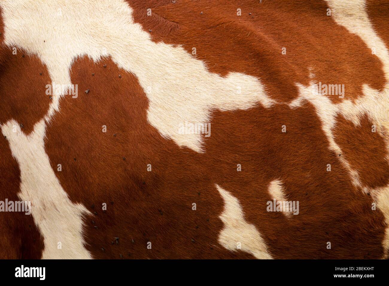 Brown Cow Texture