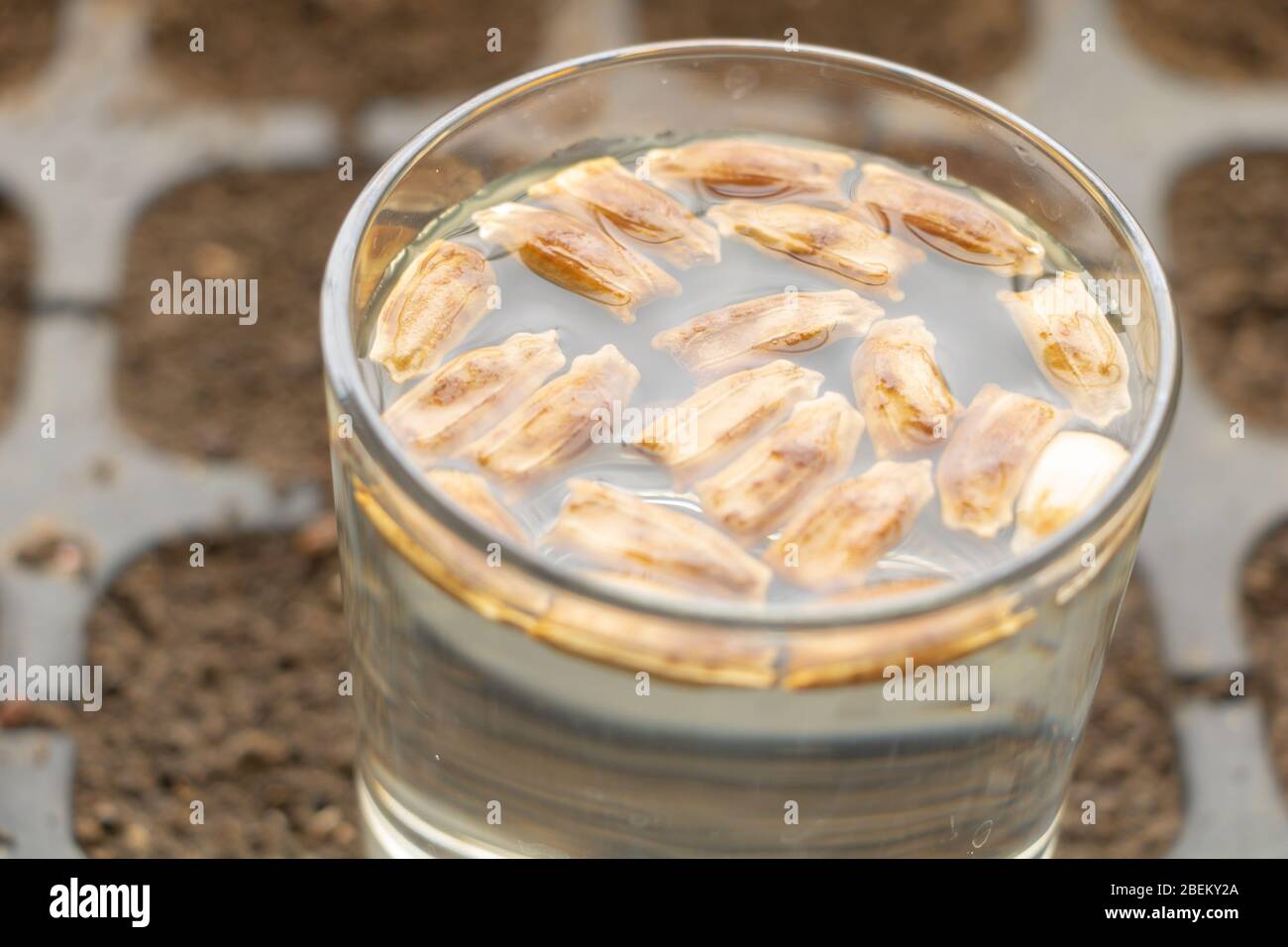 Soaking seeds hi-res stock photography and images - Alamy