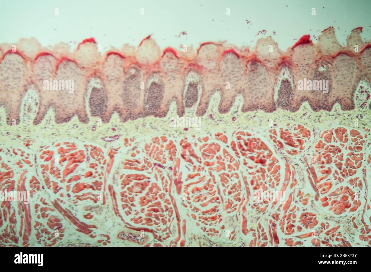 Histology taste buds hi-res stock photography and images - Alamy