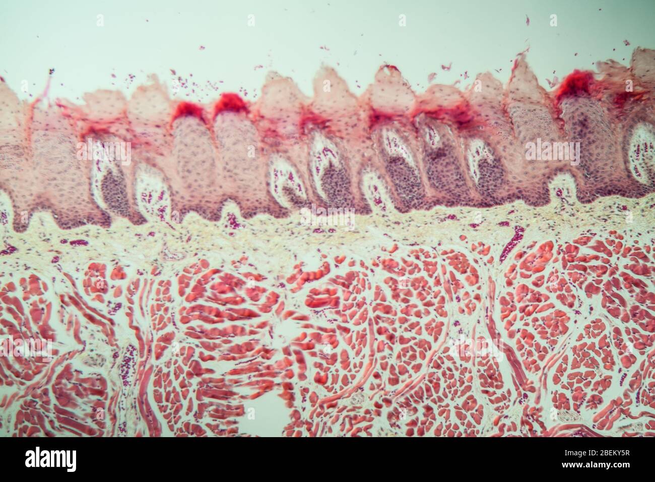 Histology taste buds hi-res stock photography and images - Alamy
