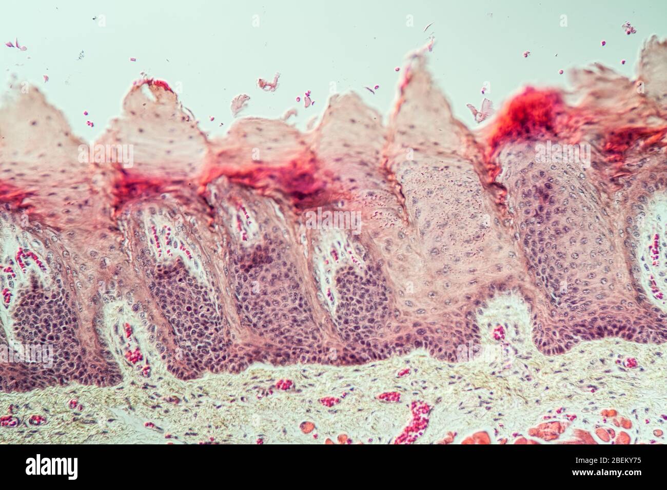 Histology taste buds hi-res stock photography and images - Alamy