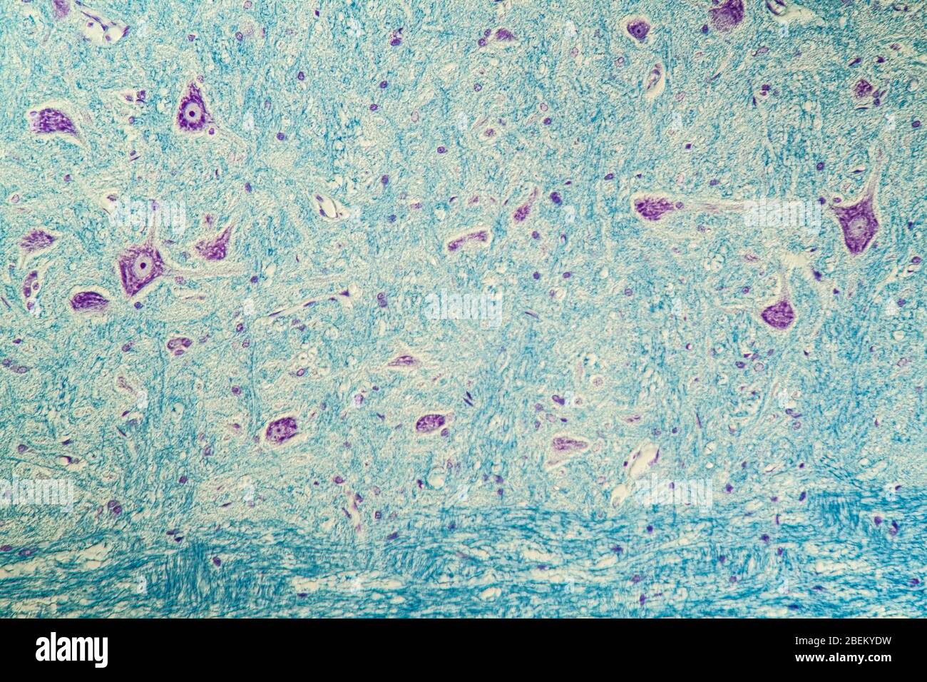 Spinal nerves cells hi-res stock photography and images - Alamy