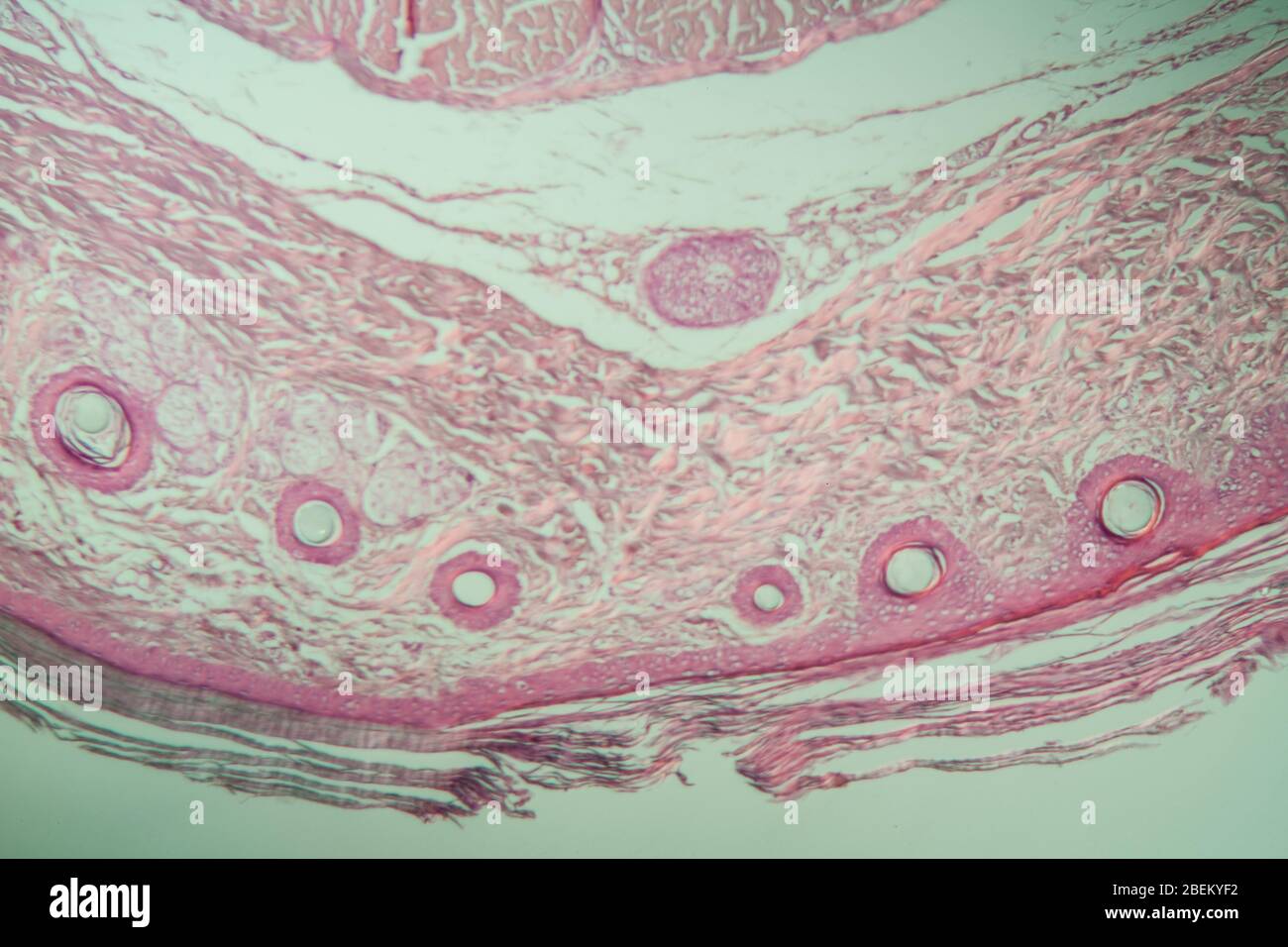 Tail of the rat tissue across 100x Stock Photo - Alamy