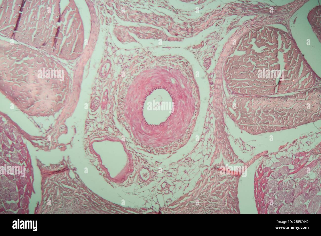Tail of the rat tissue across 200x Stock Photo - Alamy