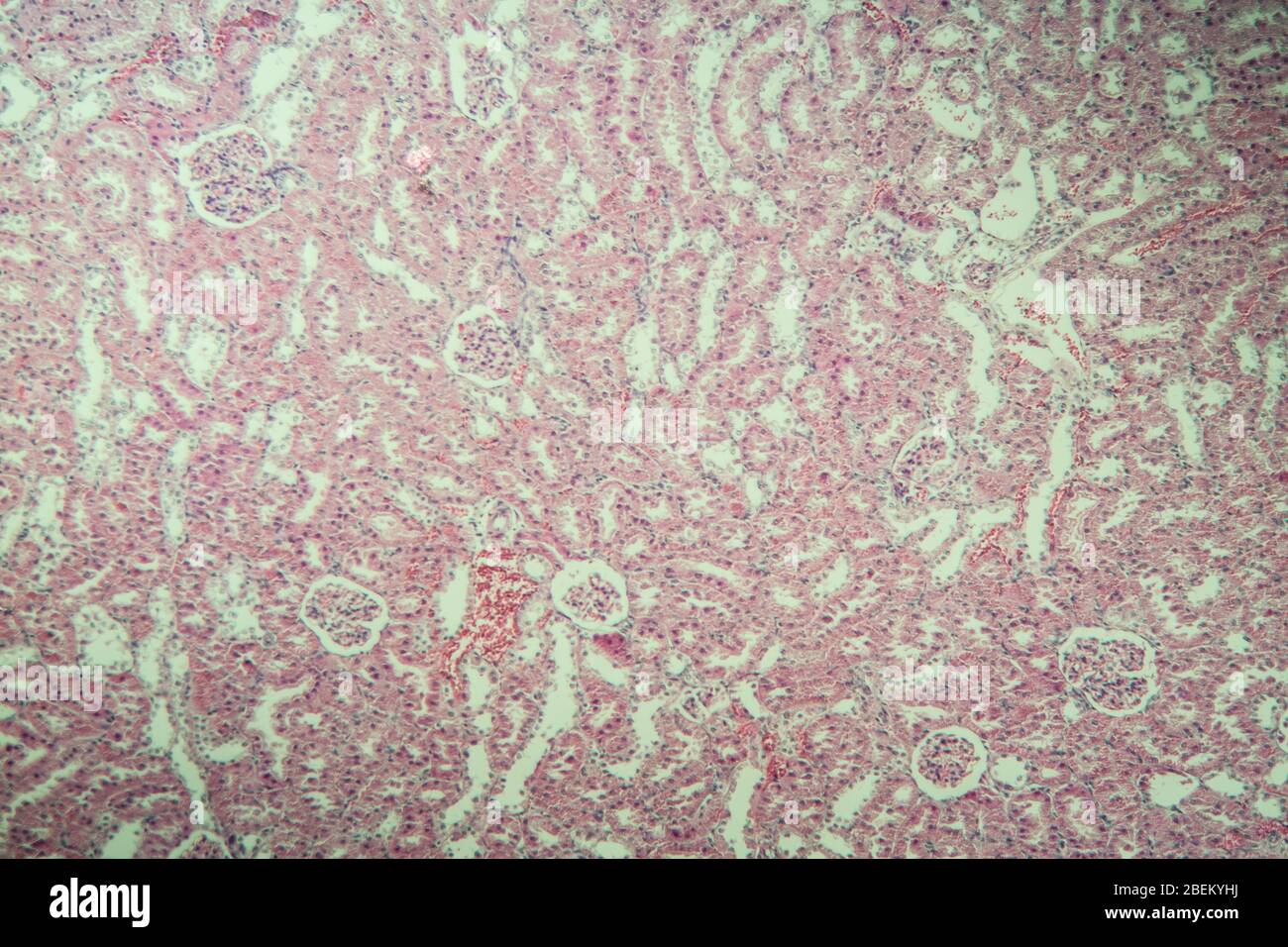 Kidney cortex under the microscope 100x Stock Photo - Alamy