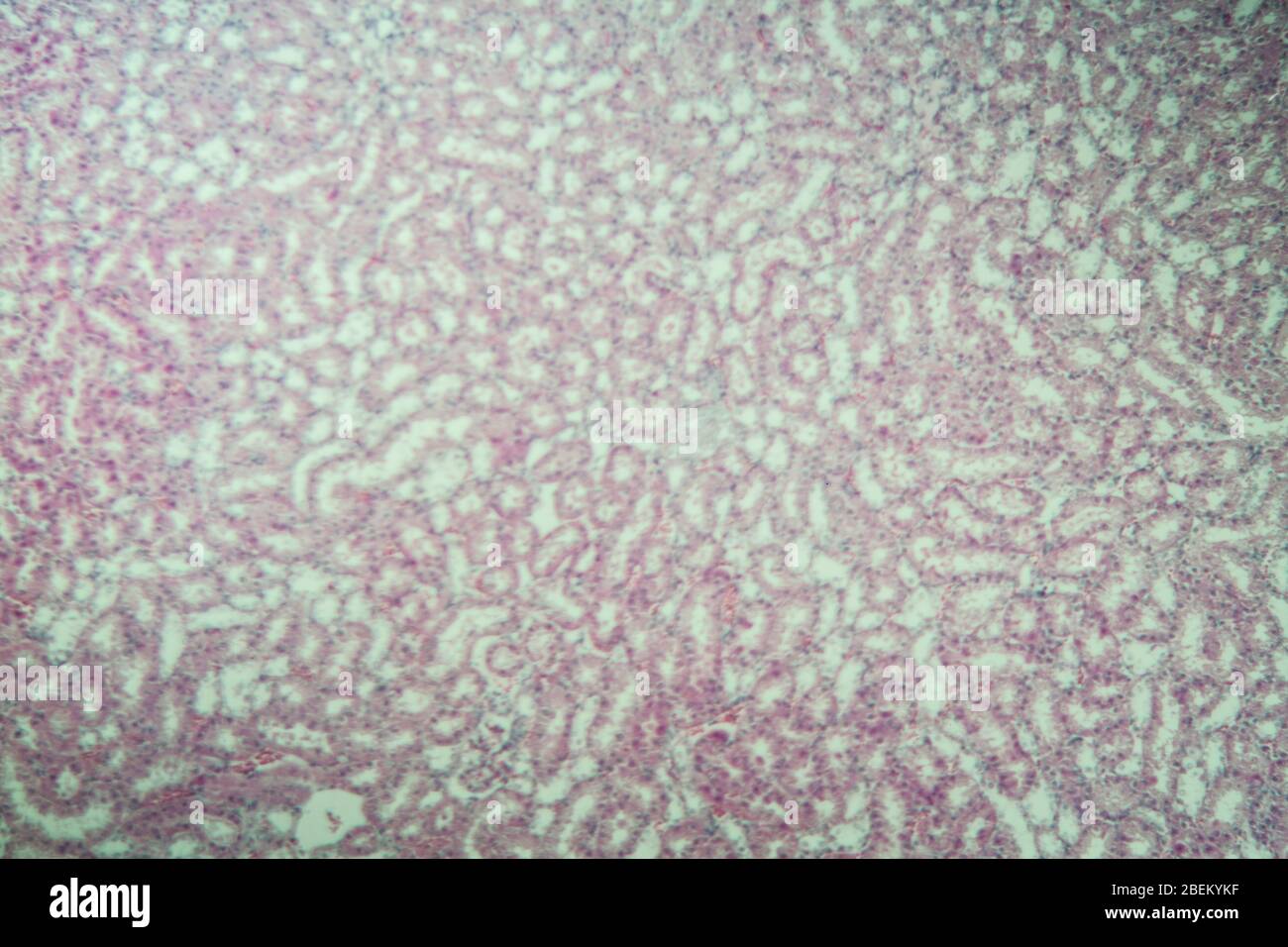 Kidney cortex under the microscope 100x Stock Photo - Alamy