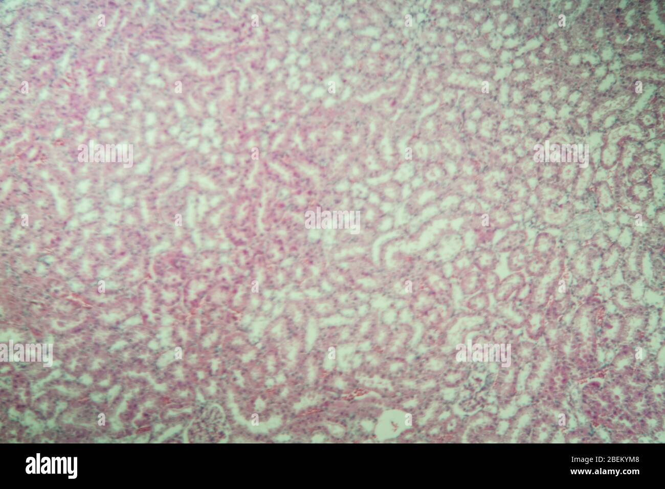 Kidney cortex under the microscope 100x Stock Photo - Alamy