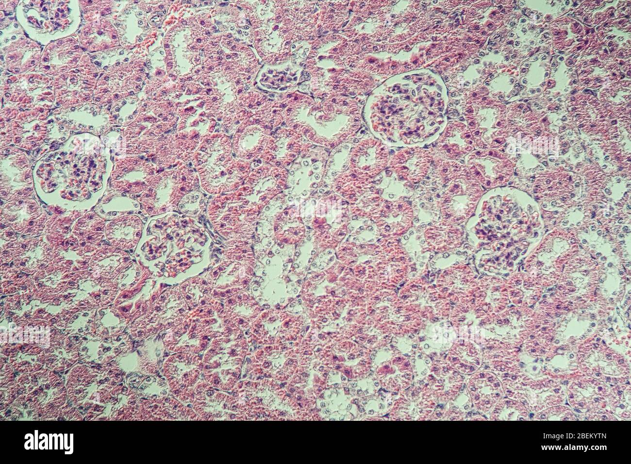 Kidney cortex under the microscope 200x Stock Photo - Alamy