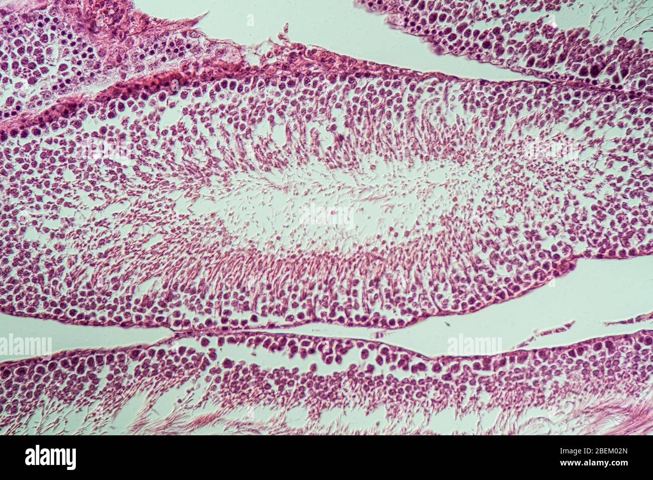 Rat testicles with sperm tissue in cross section 100x Stock Photo - Alamy