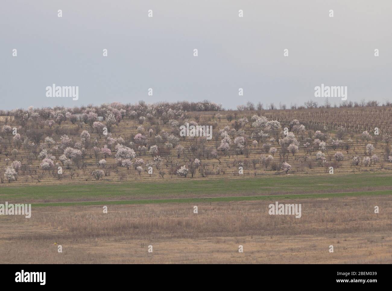 Trees from distance hi-res stock photography and images - Alamy