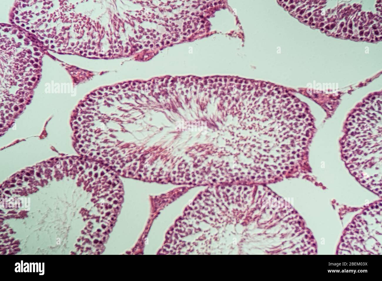 Rat testicles with sperm tissue in cross section 100x Stock Photo - Alamy