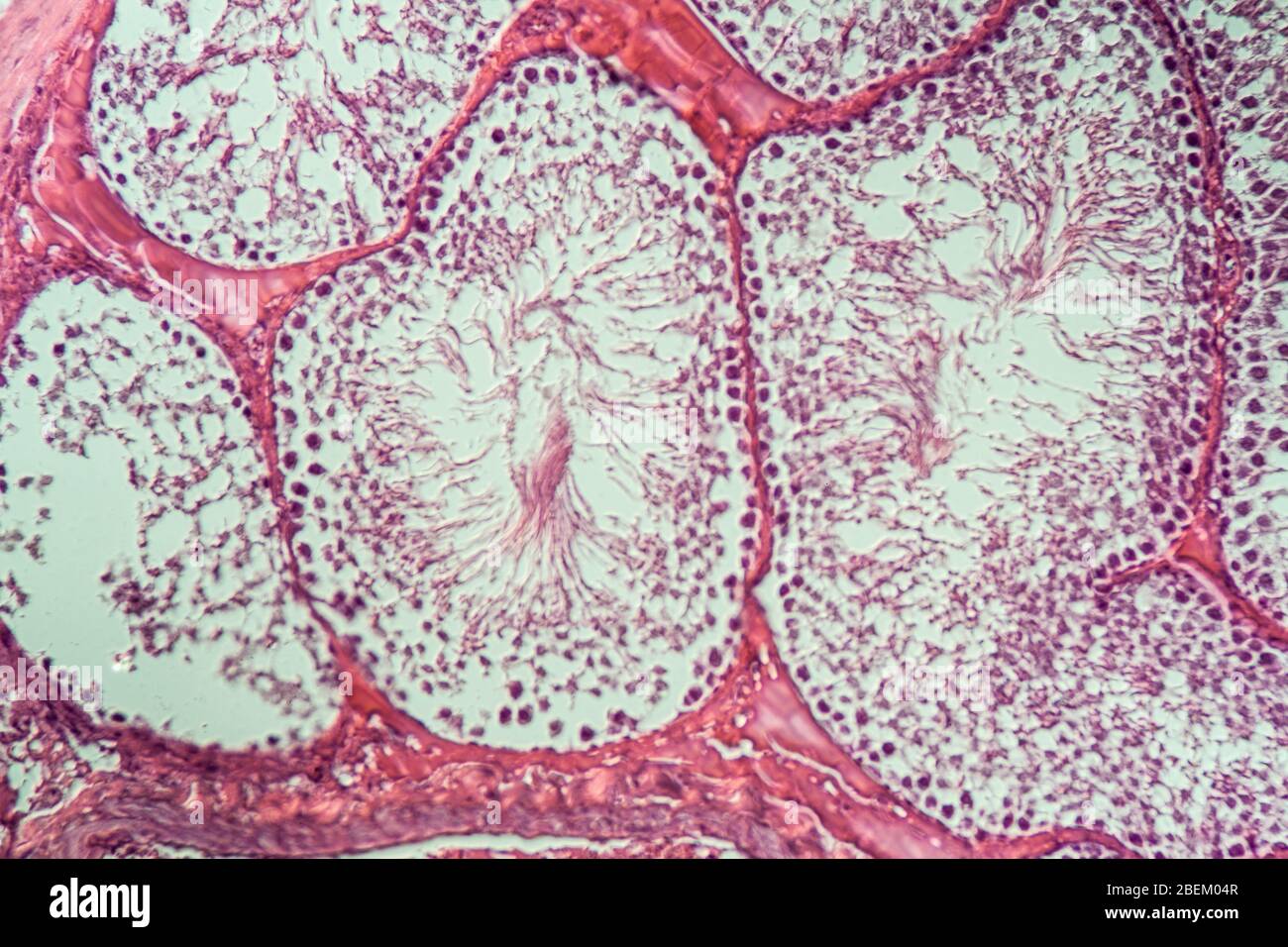 Rat testicles with sperm tissue in cross section 100x Stock Photo - Alamy