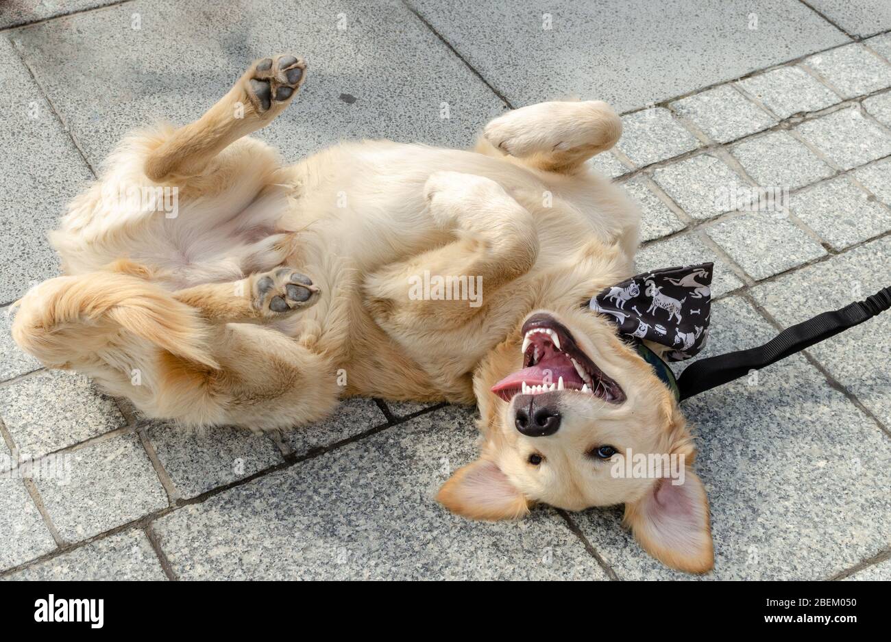 Golden Retriever Lying On Back