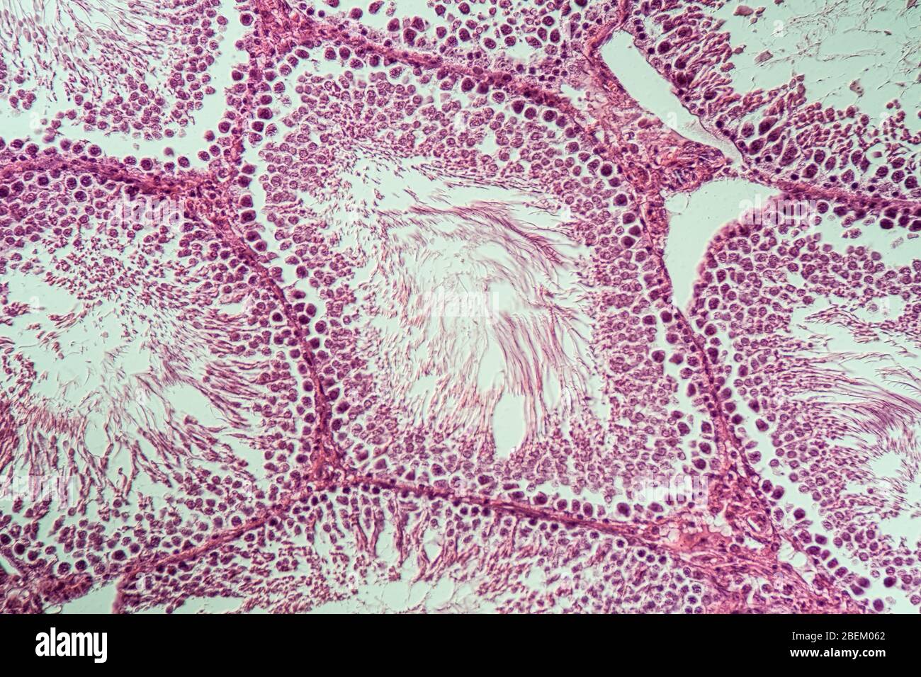 Rat testicles with sperm tissue in cross section 100x Stock Photo - Alamy