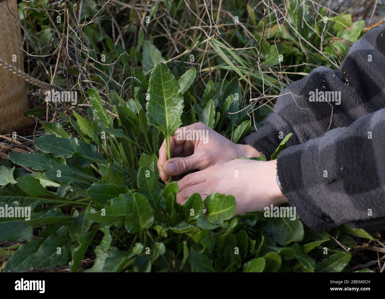 Forager hi-res stock photography and images - Alamy