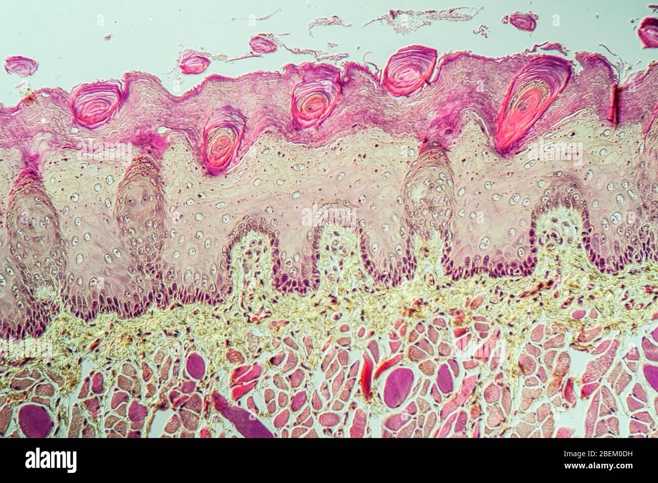 Tongue Tissue with taste buds across 200x Stock Photo - Alamy