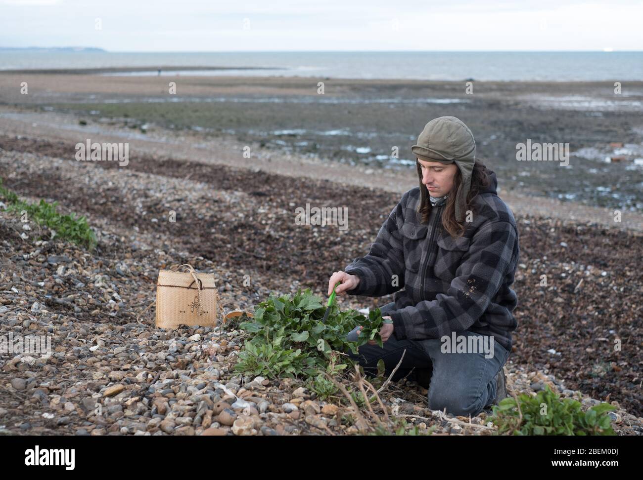 Forager hi-res stock photography and images - Alamy
