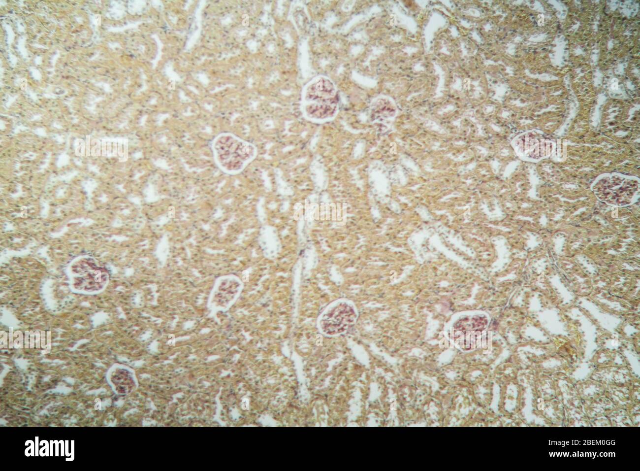 Kidney cortex under the microscope 100x Stock Photo - Alamy
