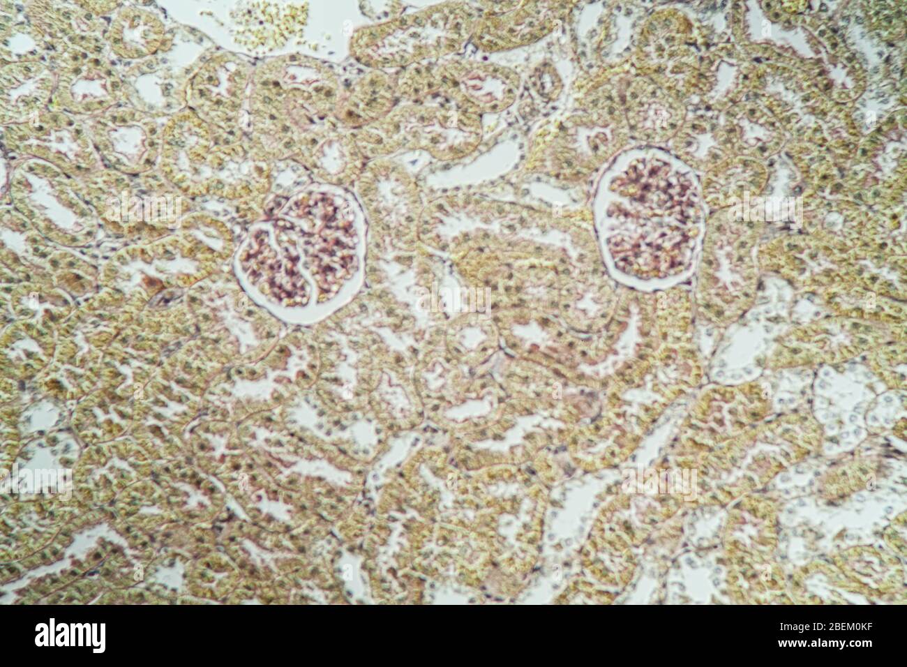 Kidney cortex under the microscope 100x Stock Photo - Alamy