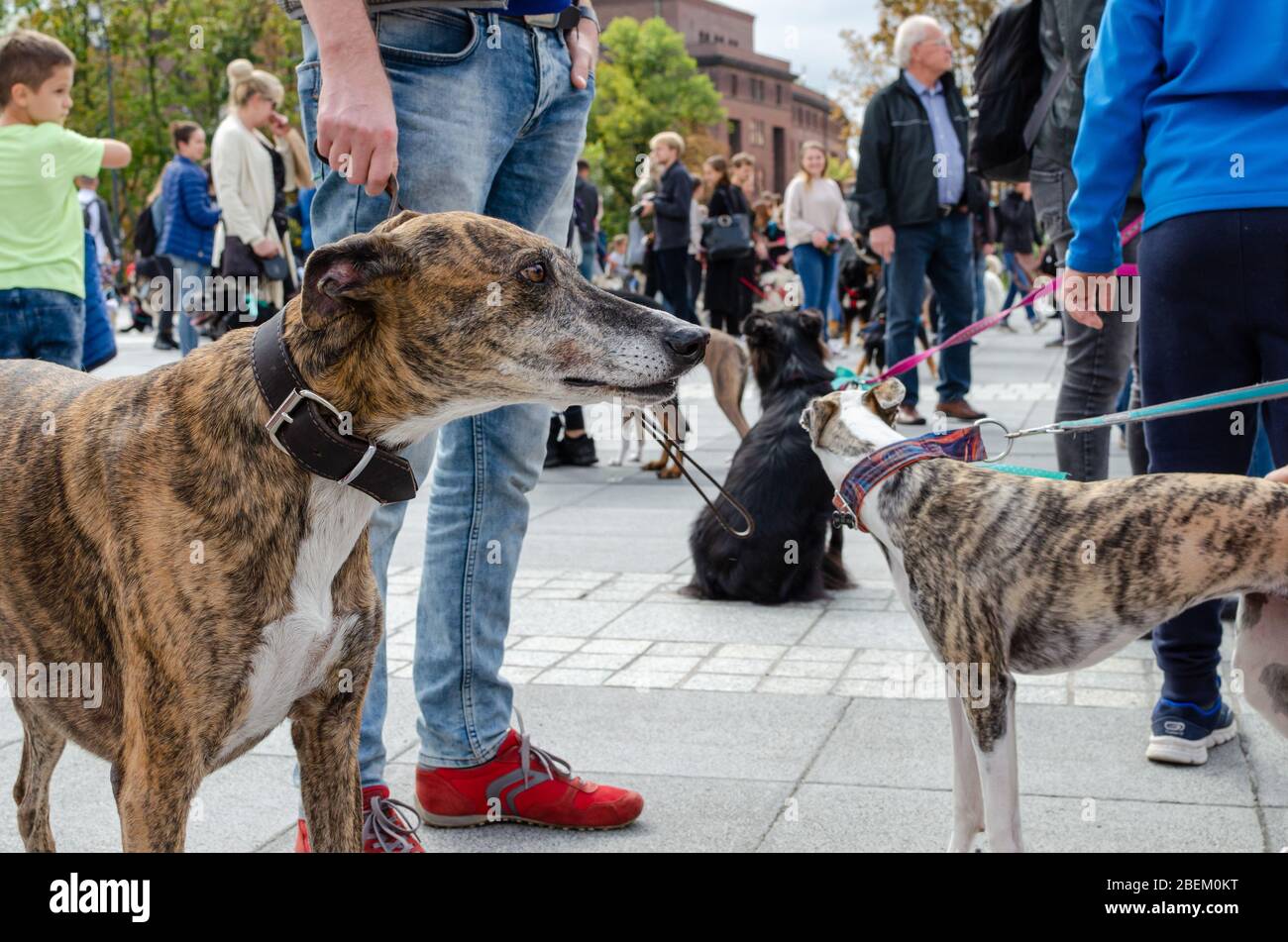Greyhound legs hi-res stock photography and images - Alamy