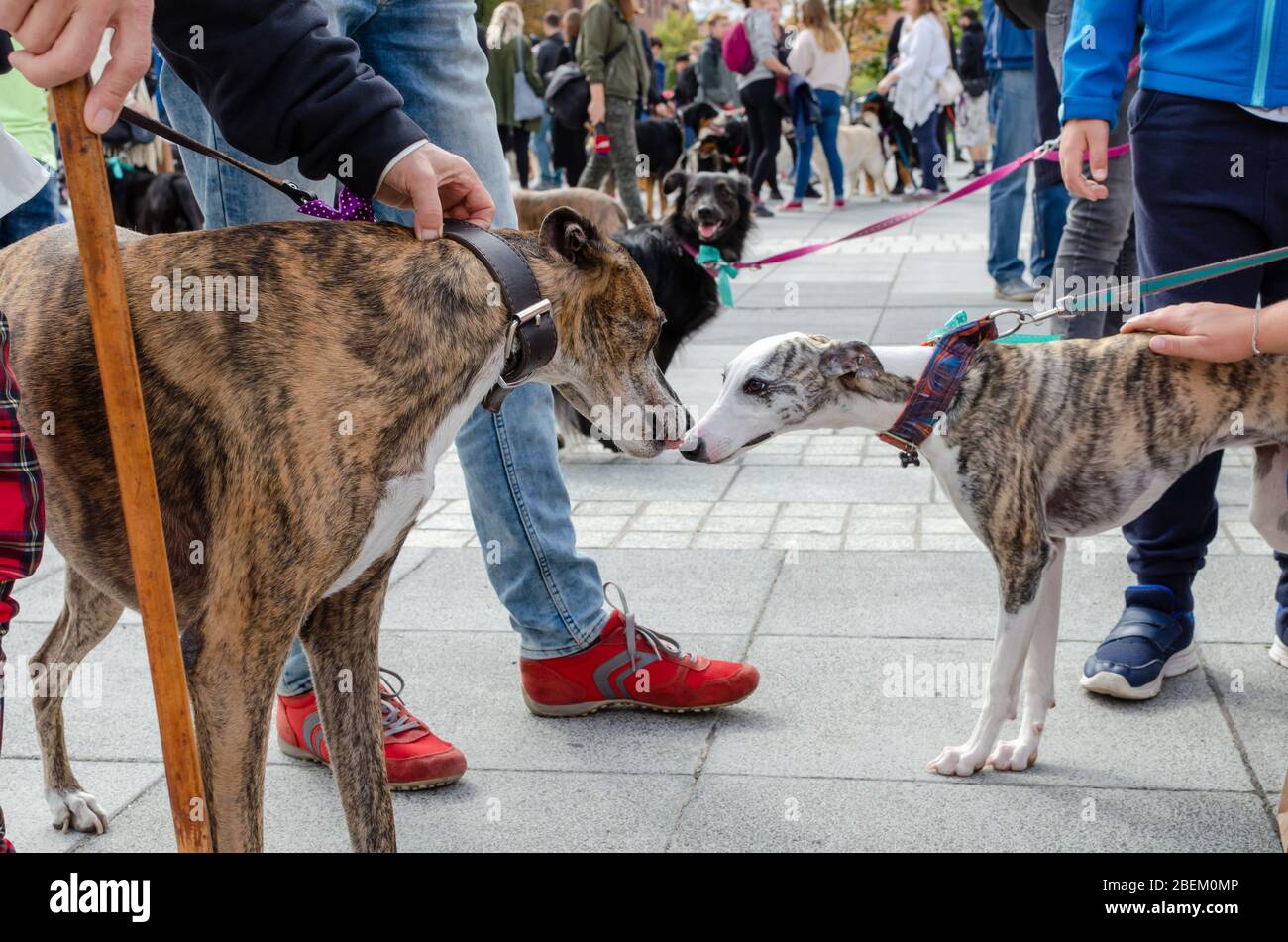 Wroclaw, Poland - September 8 2019: Dog parade Hau are you? First ...