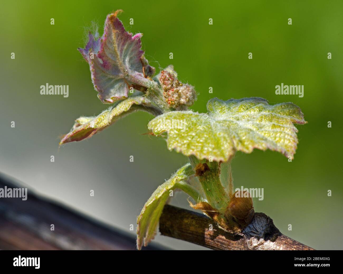 Vine sprouts in spring Stock Photo - Alamy
