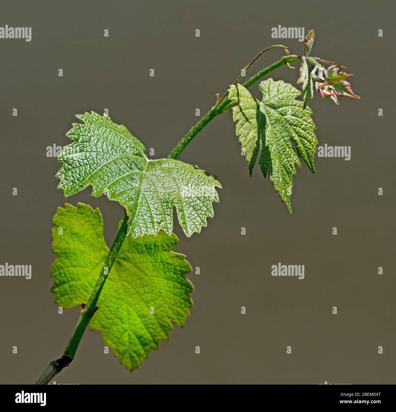Vine sprouts in spring Stock Photo - Alamy