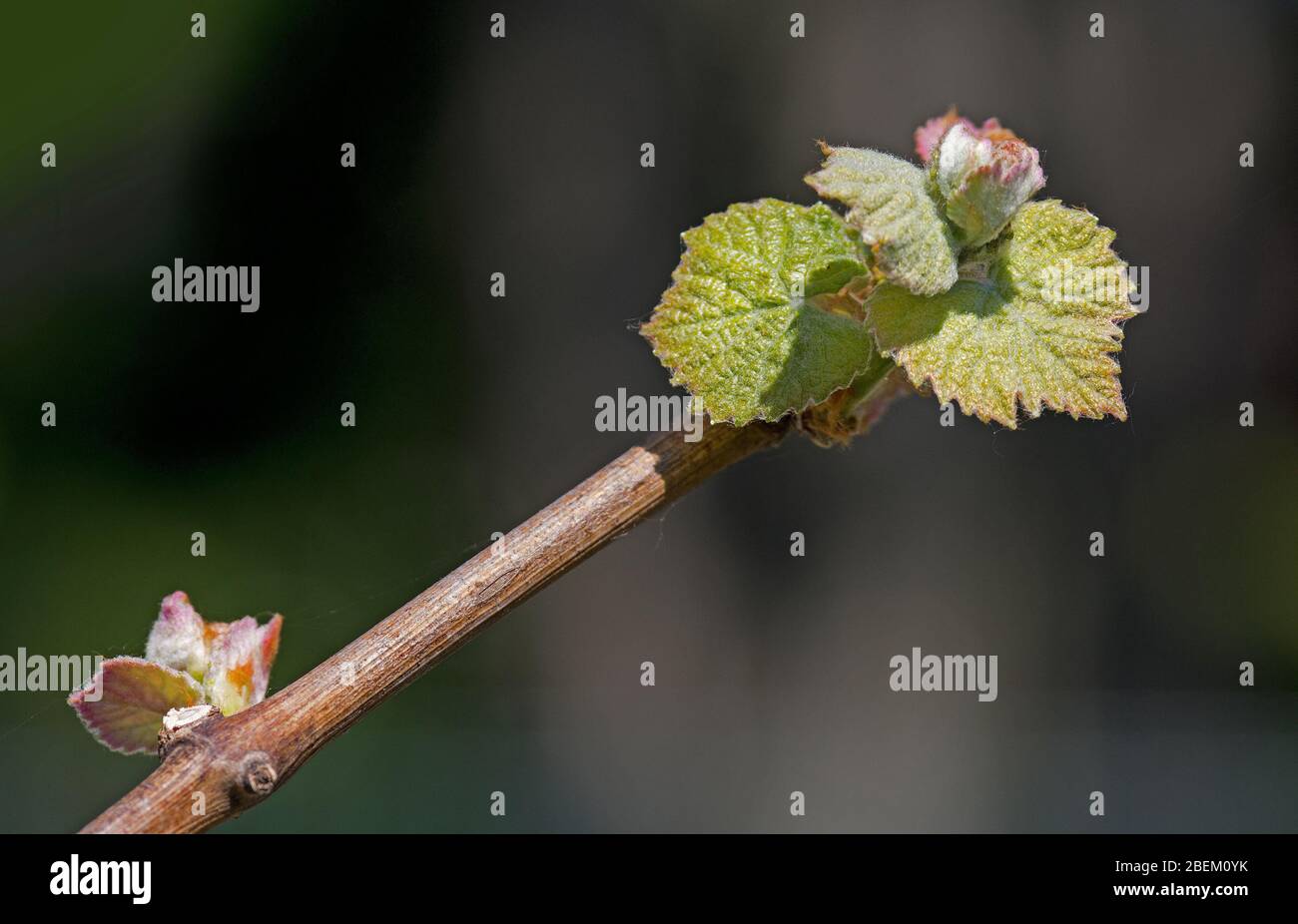 Vine sprouts in spring Stock Photo - Alamy