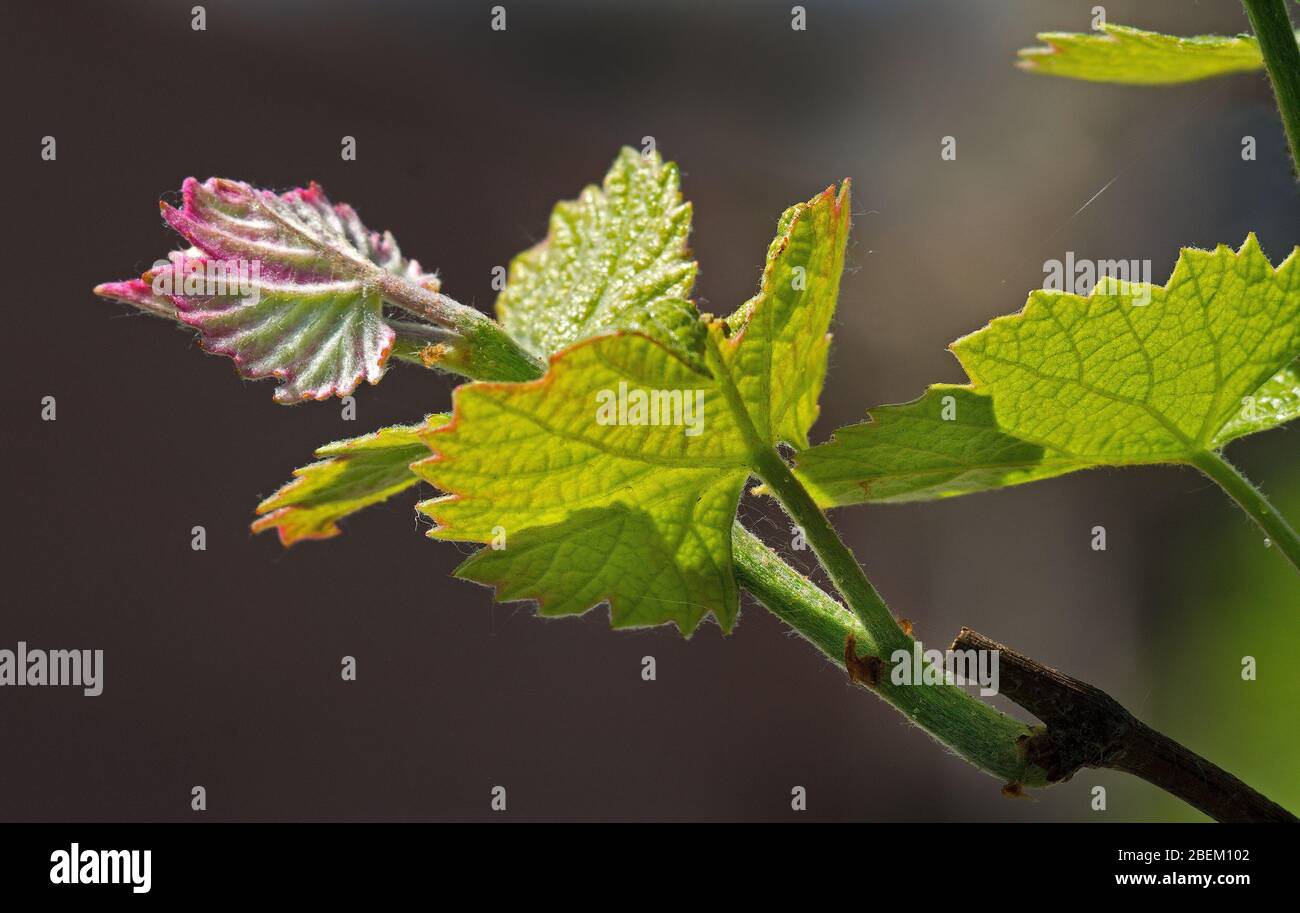 Vine sprouts in spring Stock Photo - Alamy