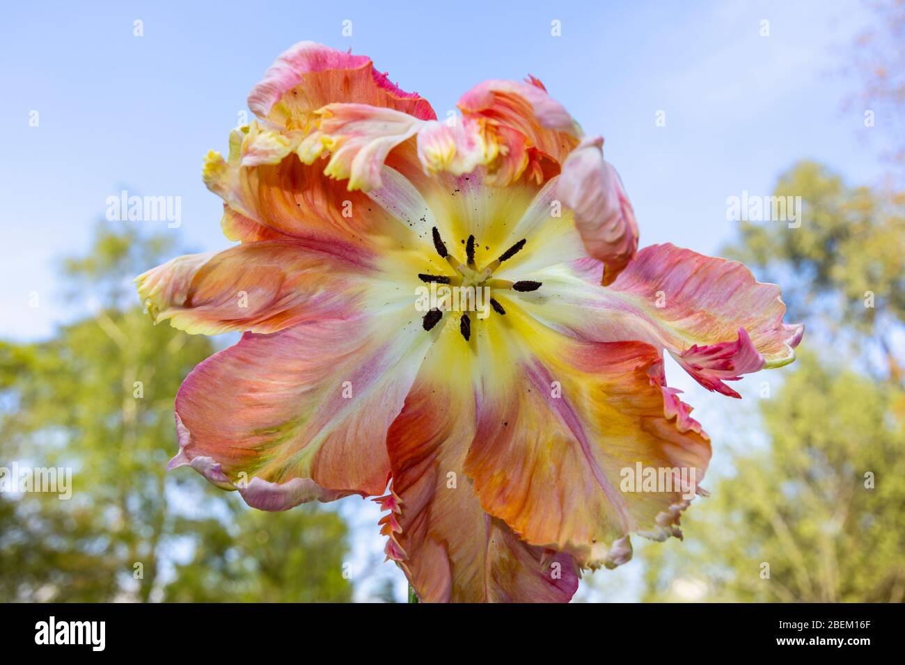 Blue orange perennial england uk day daytime hi-res stock photography ...