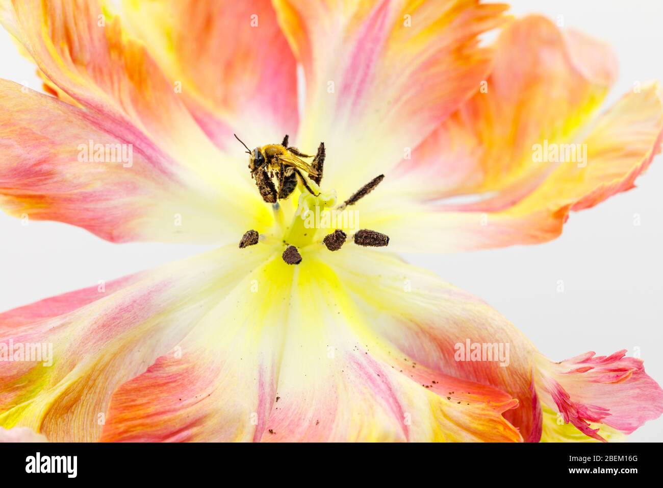 Close-up view of a red mason bee (Osmia bicornis) on an Apricot Parrot ...