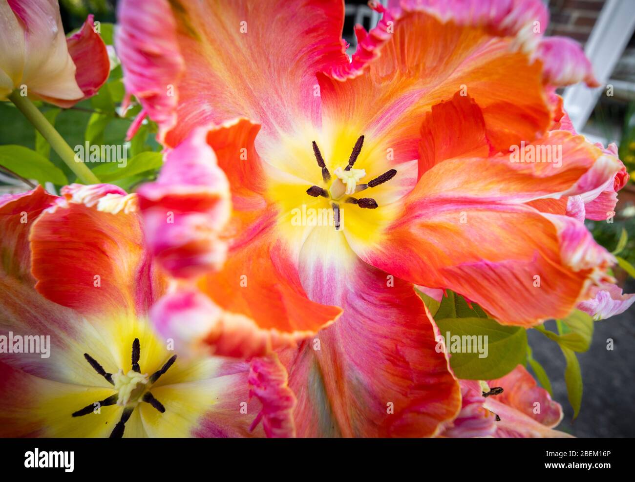 Tulip display garden hi-res stock photography and images - Alamy