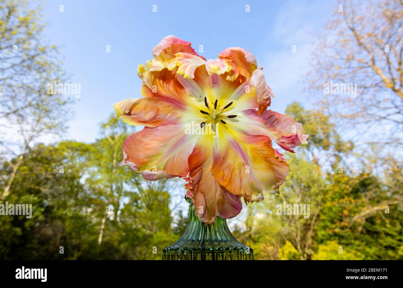 Frilly blue flowers hi-res stock photography and images - Alamy