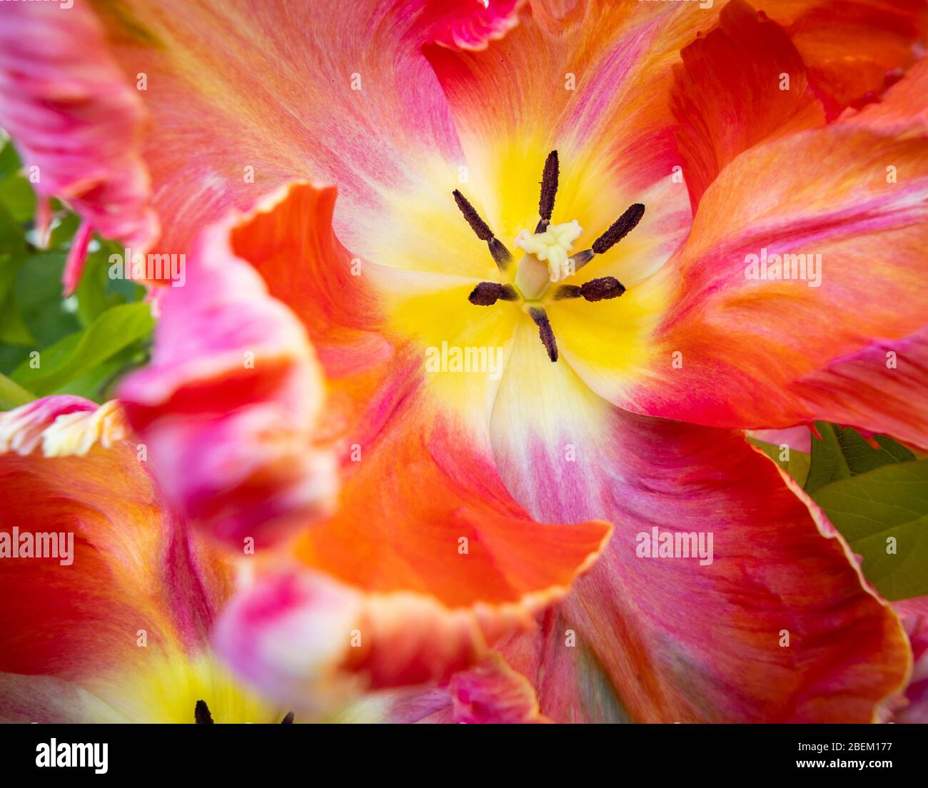Tulip display garden hi-res stock photography and images - Alamy
