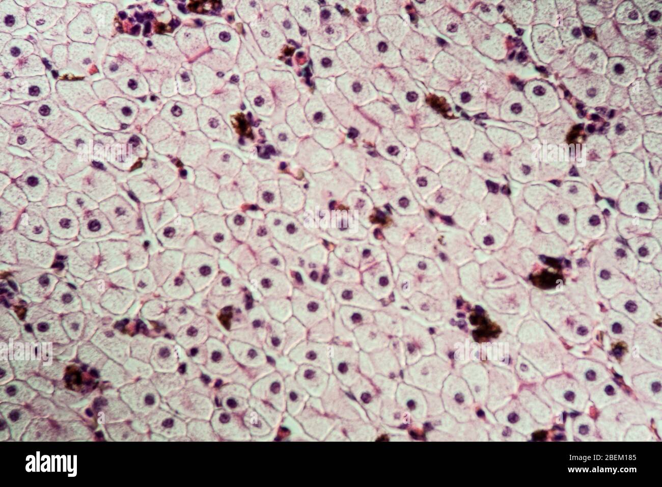 Axolot amphibians with liver cells 100x Stock Photo - Alamy