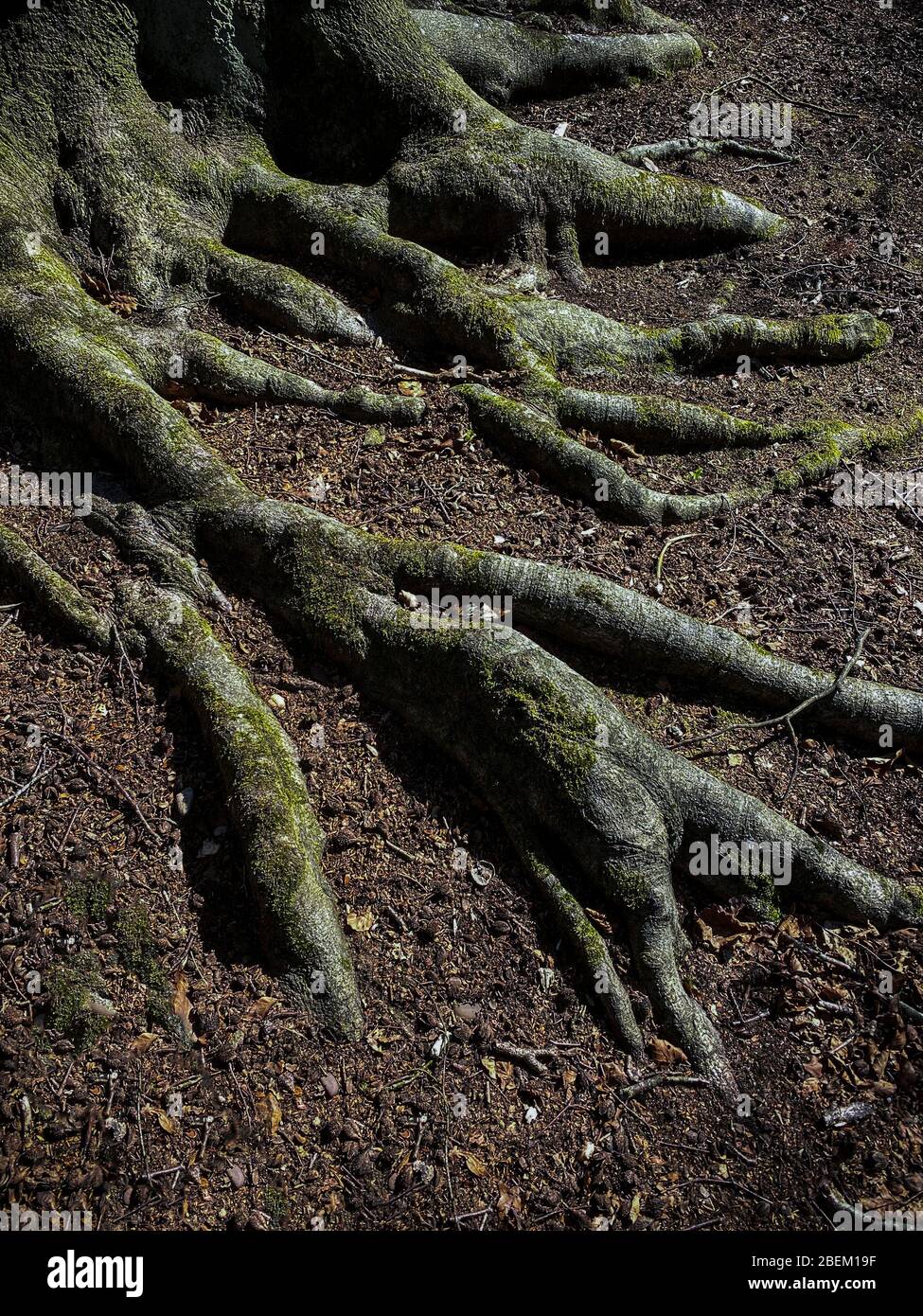 The roots of an old tree in English woodland, Worcestershure, UK Stock ...