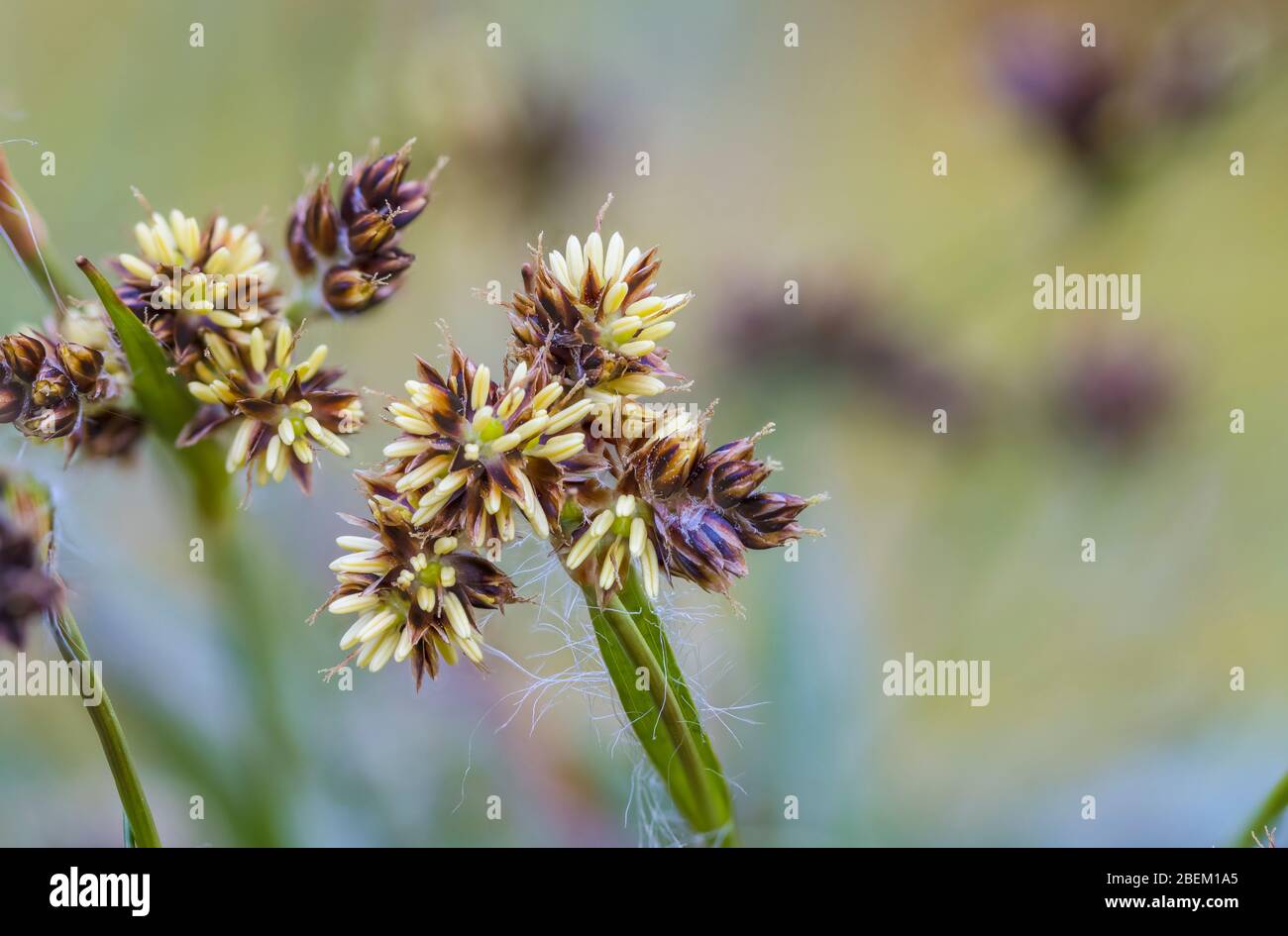 Close up view of small flowering sedge (Carex) plants growing as a lawn ...