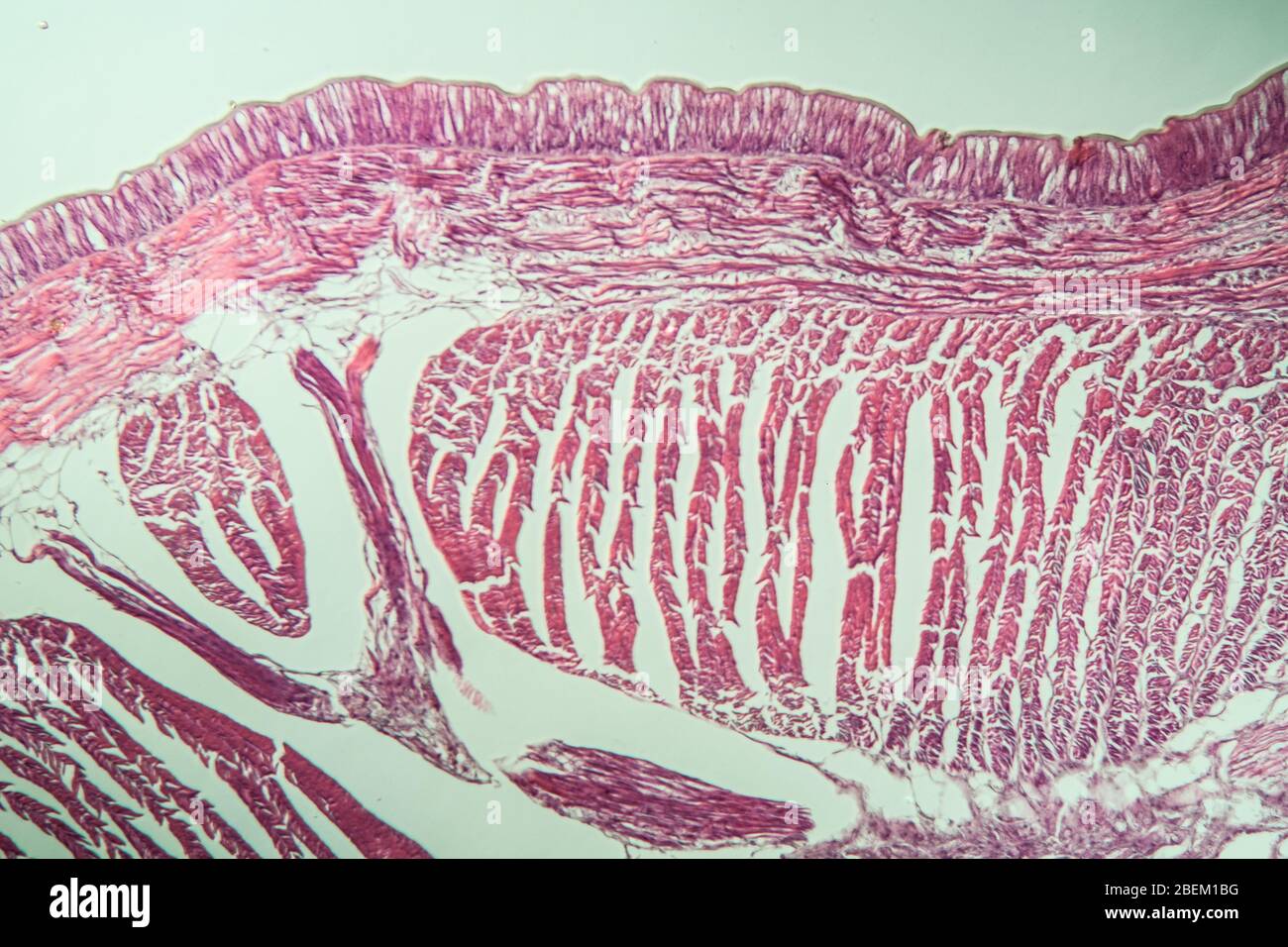 Earthworm histology cross section 10th segment 100x Stock Photo - Alamy