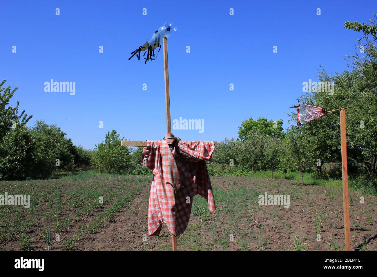 Human-looking bird scare figure in the red and white plaid shirt ...