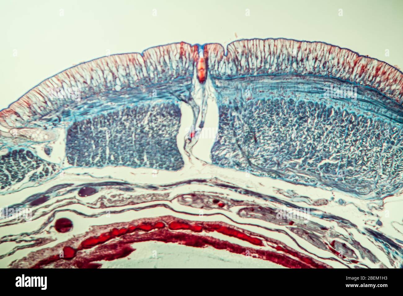 Earthworm histology cross section 10th segment 100x Stock Photo - Alamy