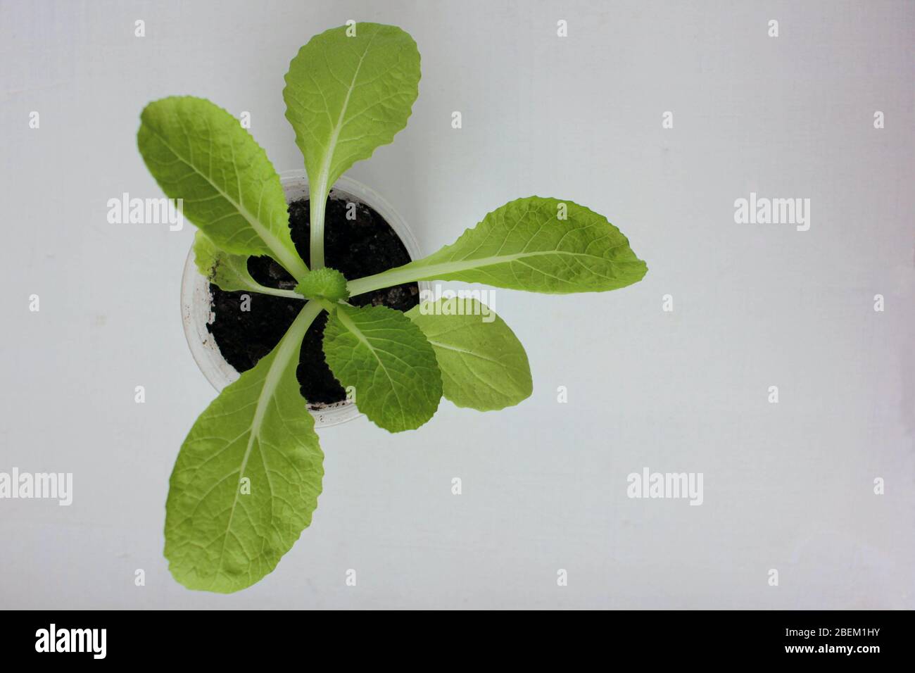 Chinese Napa Cabbage seedling sprouts in the pot on white background ...