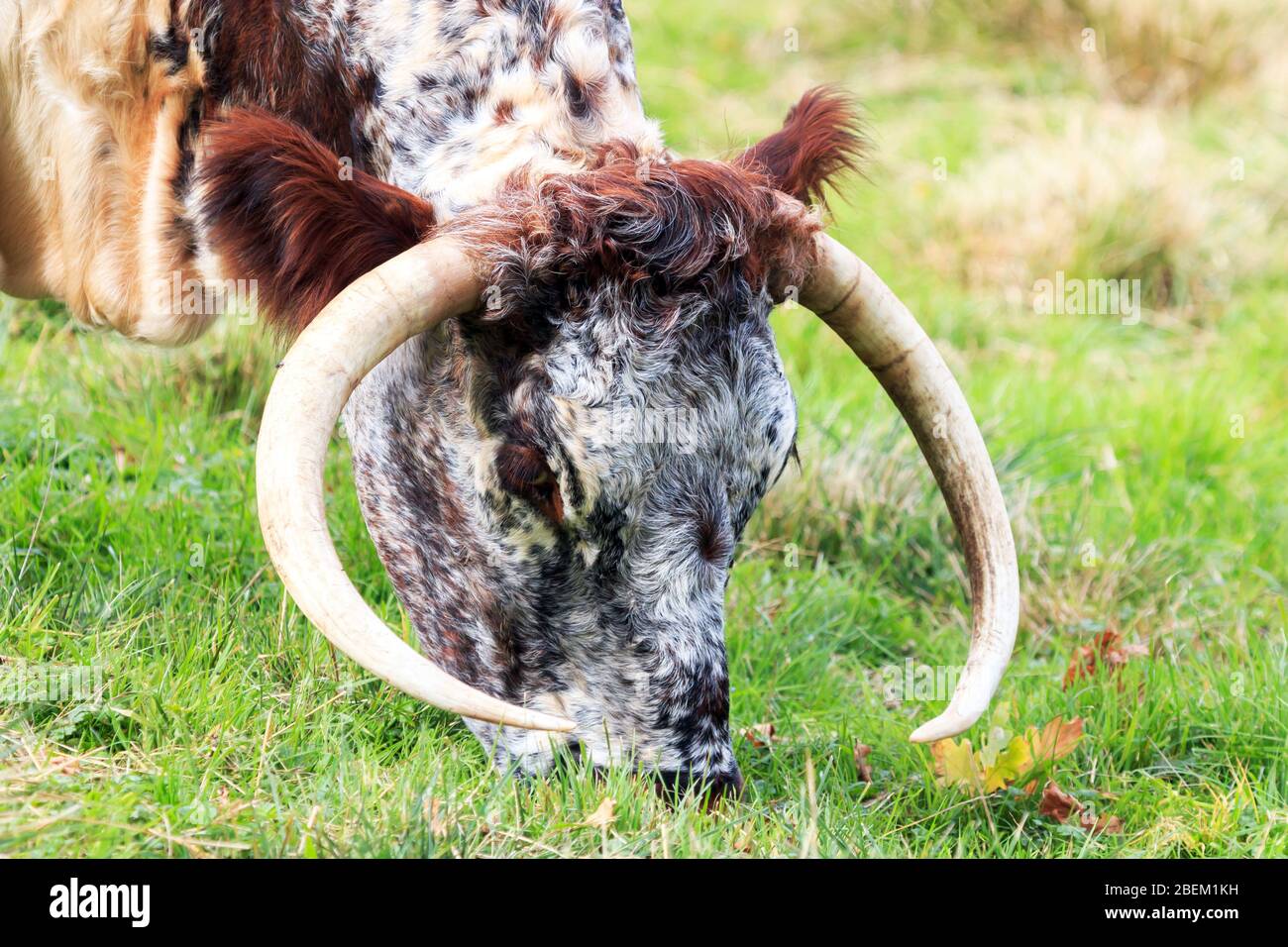 Rare cow hi-res stock photography and images - Alamy
