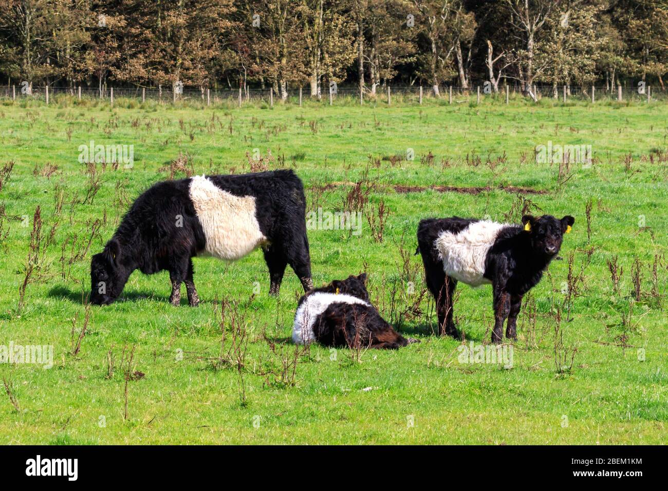 Galloway domestic hi-res stock photography and images - Alamy