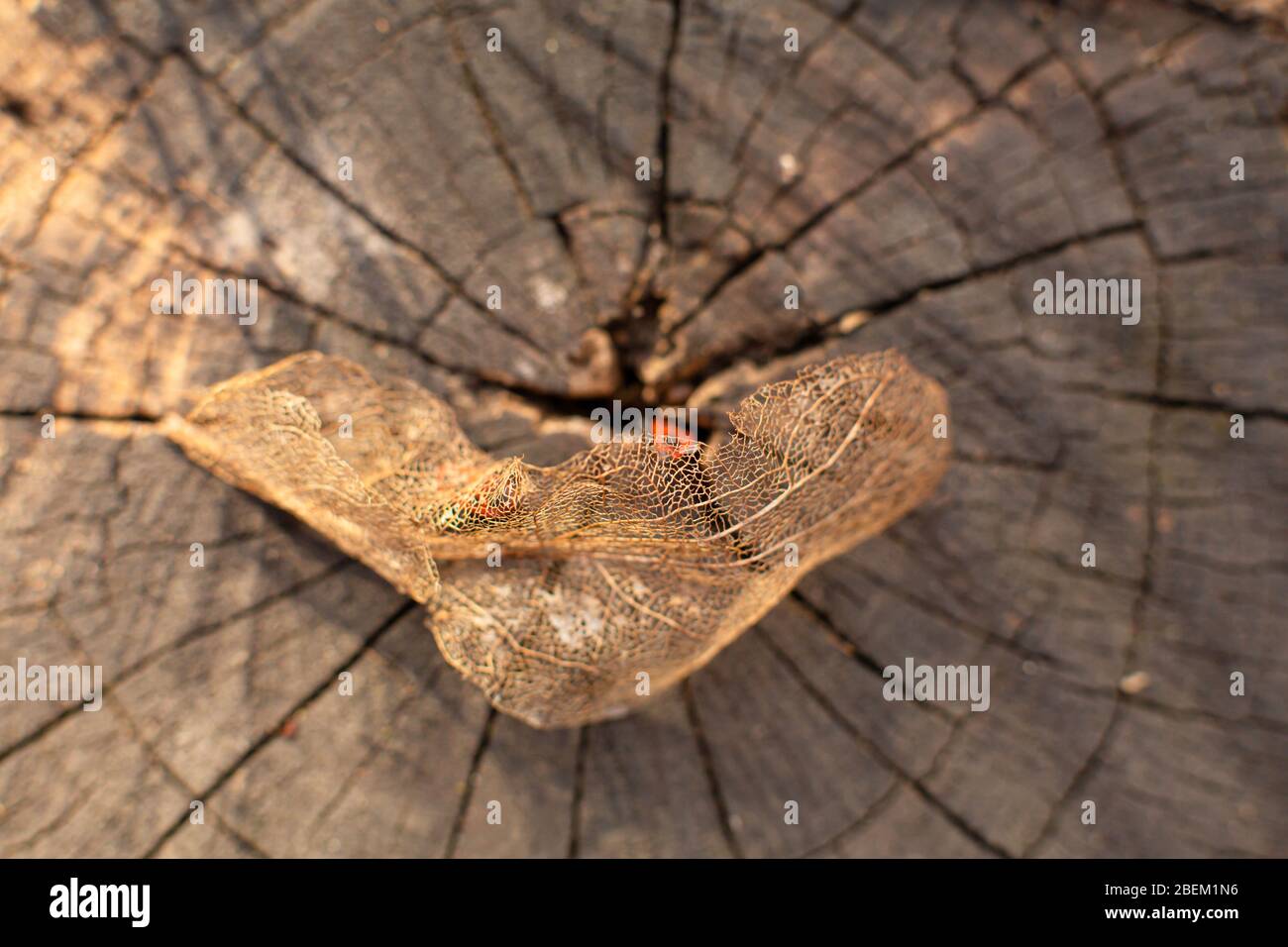 Skeleton leaf beetle hi-res stock photography and images - Alamy
