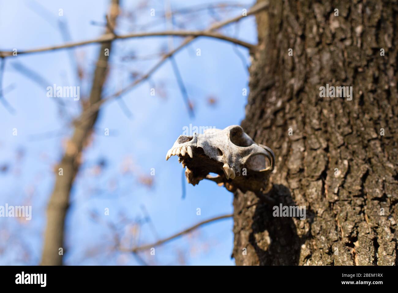 Anatomical park hi-res stock photography and images - Alamy