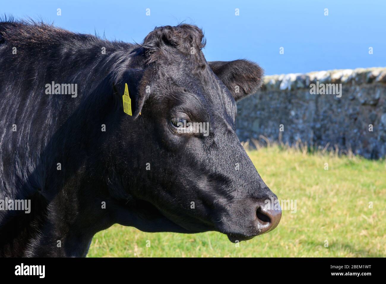 Black angus cow hi-res stock photography and images - Alamy